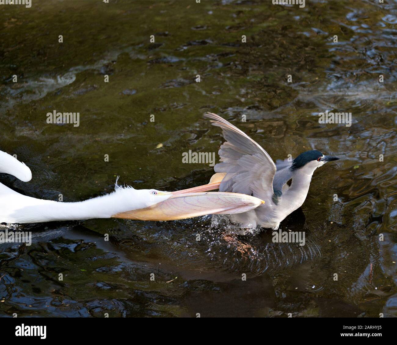 Attacked bird hi-res stock photography and images - Alamy