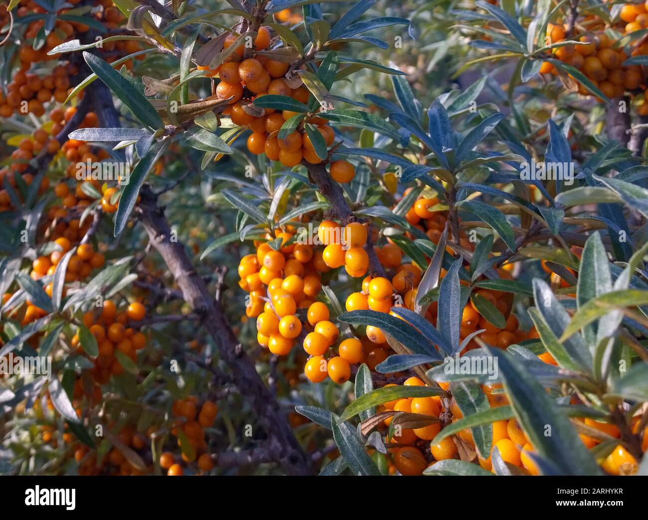Sea buckthorn plant hi-res stock photography and images - Alamy