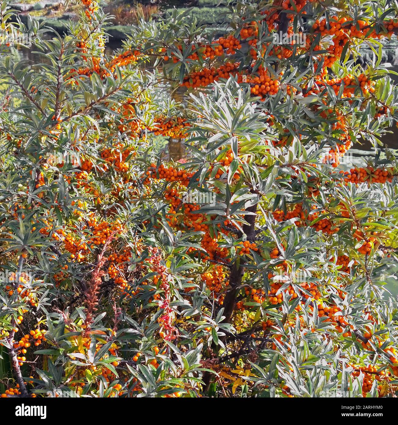 Buckthorns hi-res stock photography and images - Alamy