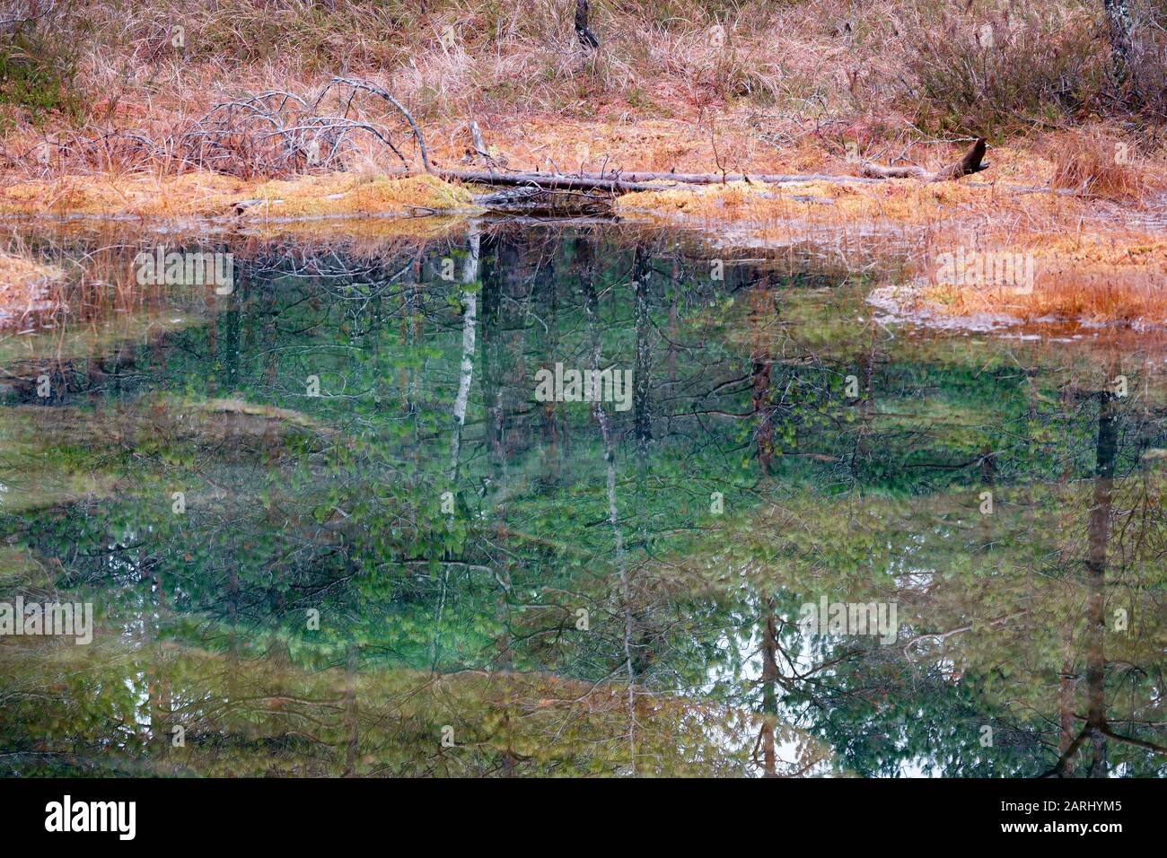 Swamp water spring hi-res stock photography and images - Alamy