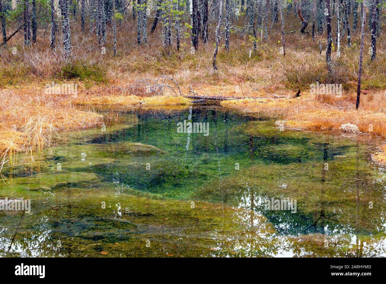 spring in the swamp Stock Photo - Alamy