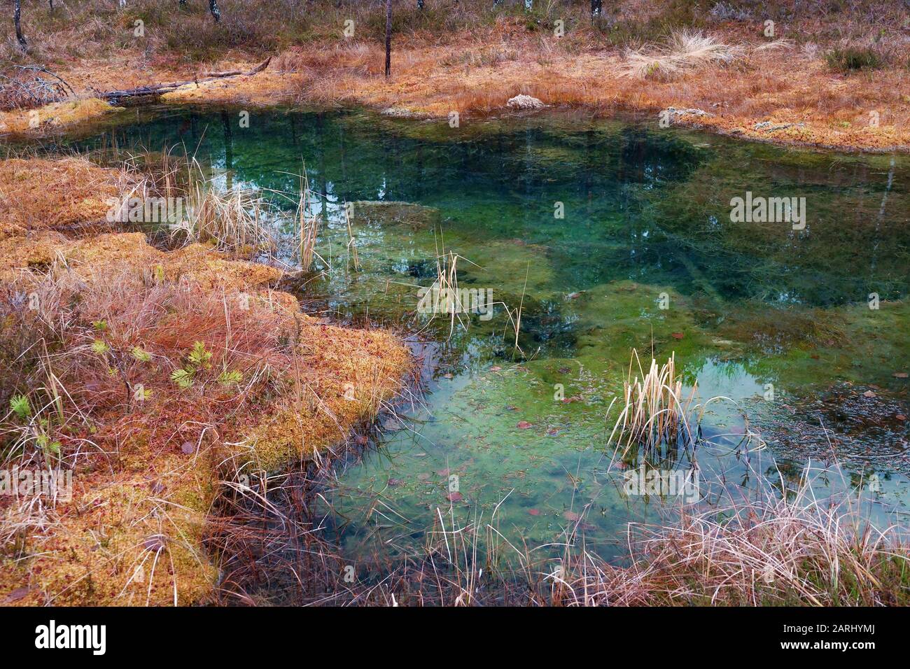Swamp water spring hi-res stock photography and images - Alamy