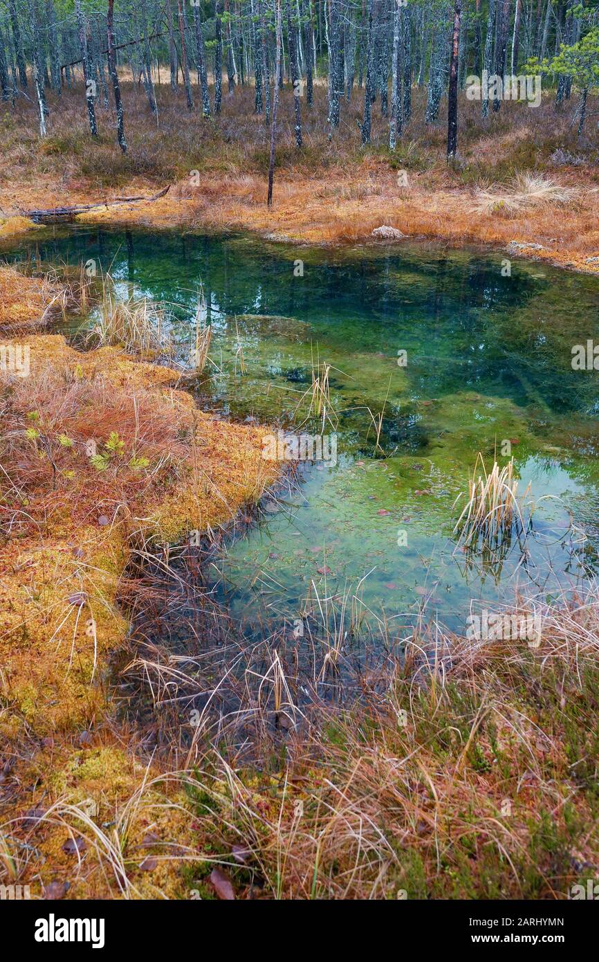 spring in the swamp Stock Photo - Alamy