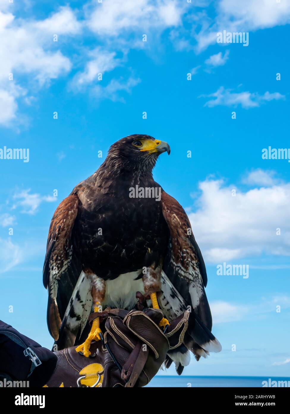 Scaring Pigeons Stock Photos & Scaring Pigeons Stock Images - Alamy