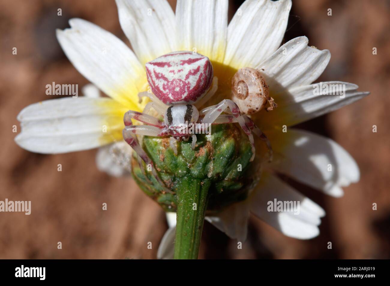 Pink crab spider – thomisus onustus hi-res stock photography and images ...