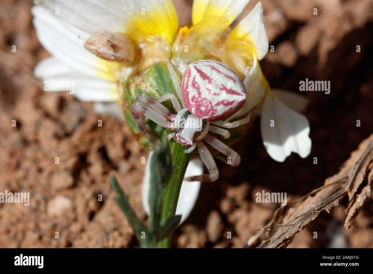 Pink crab spider – thomisus onustus hi-res stock photography and images ...