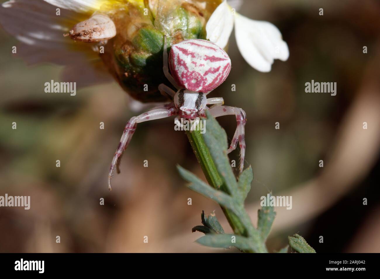 Pink crab spider hi-res stock photography and images - Alamy