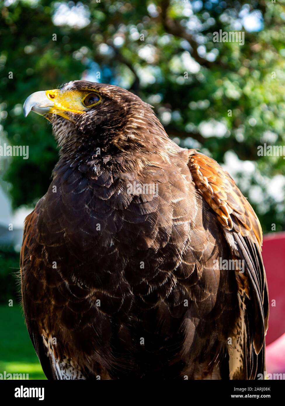 Scaring Pigeons Stock Photos & Scaring Pigeons Stock Images - Alamy