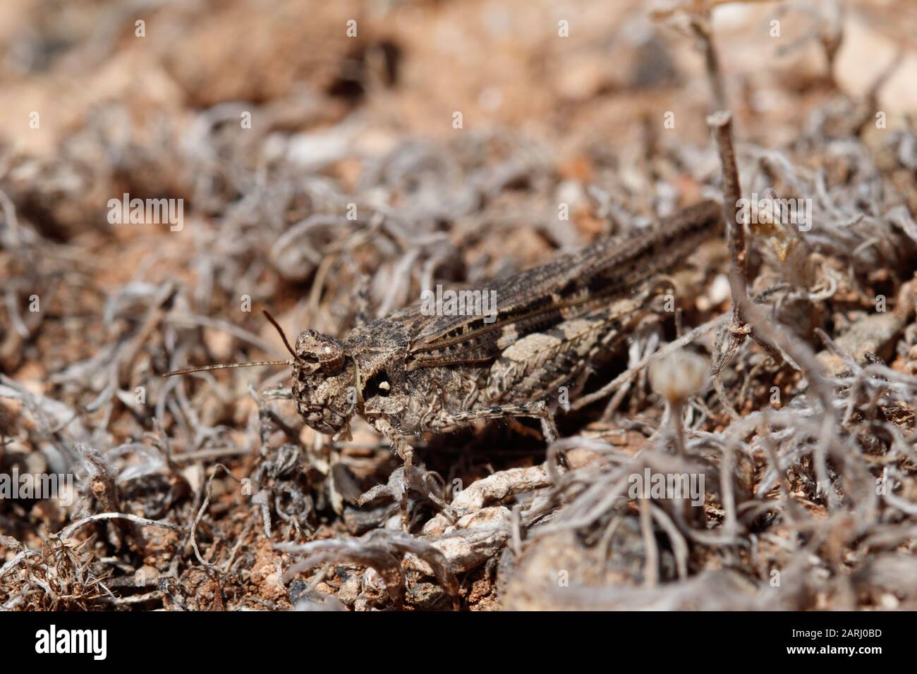 Acrotylus hi-res stock photography and images - Alamy