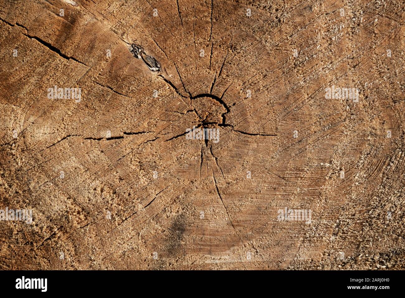 Natural wood trunk segment surface high quality texture background ...