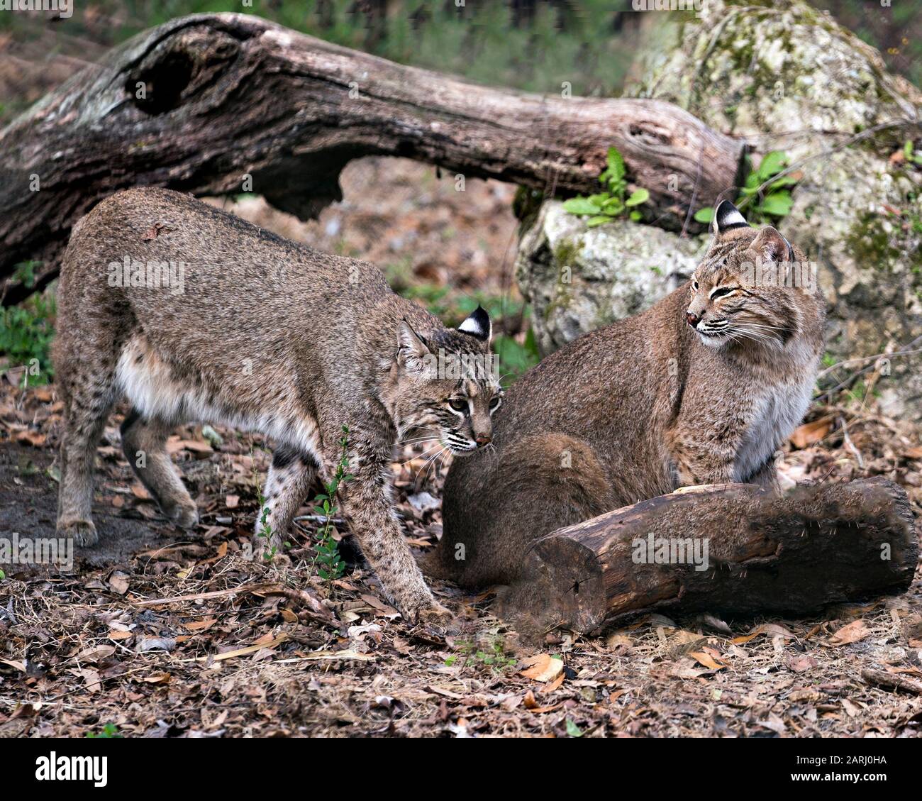 Bobcats under a tree branch a big rock interaction and displaying their ...