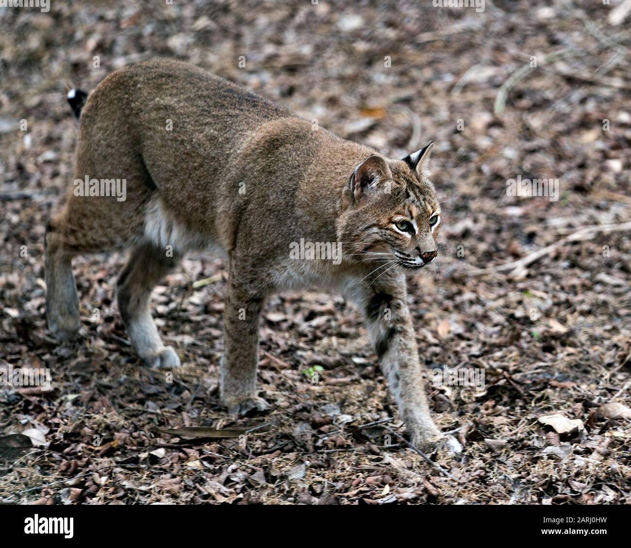 Right profile image hi-res stock photography and images - Alamy
