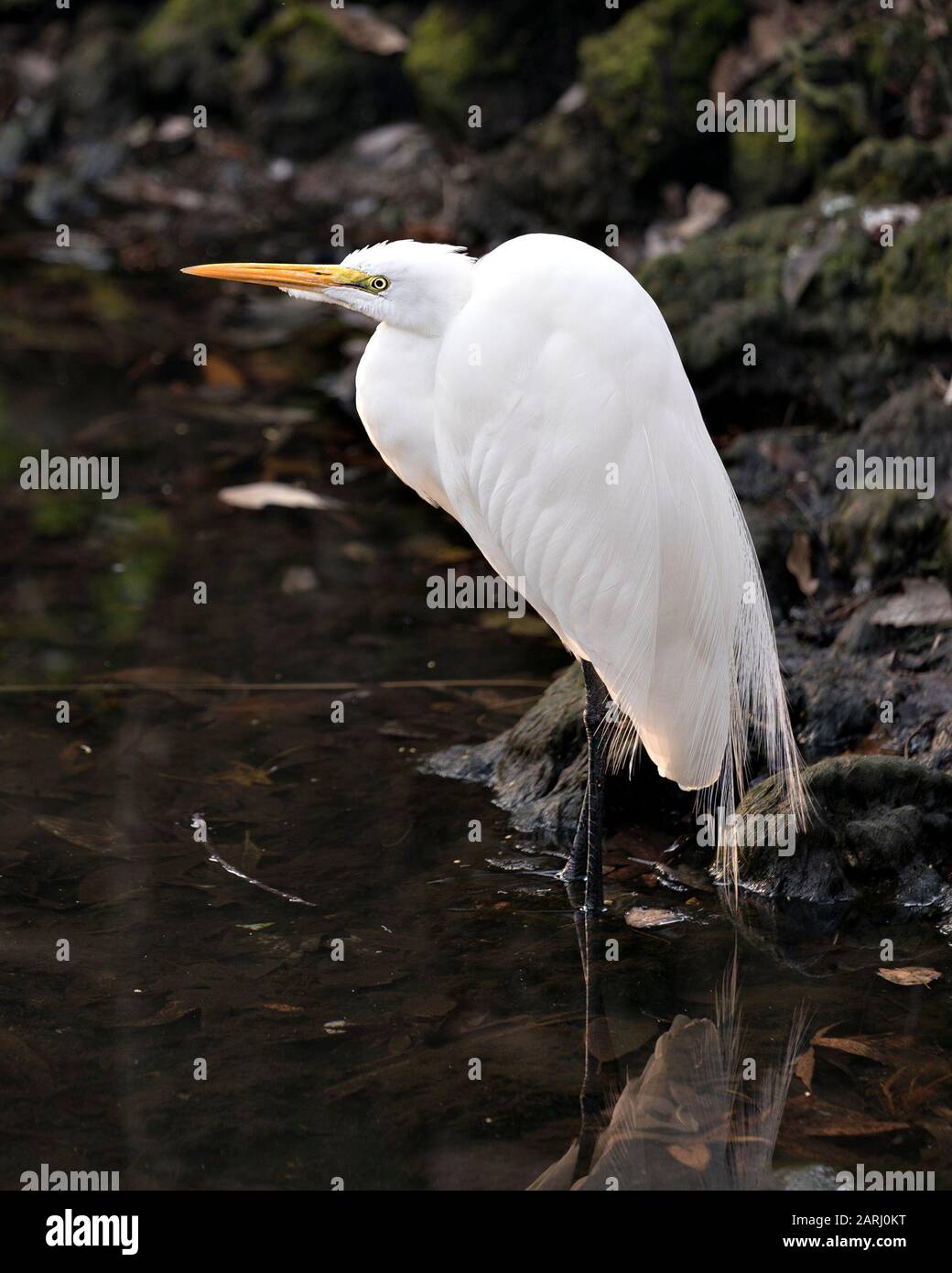 Great White Egret bird close-up profile view by the water with rock and ...