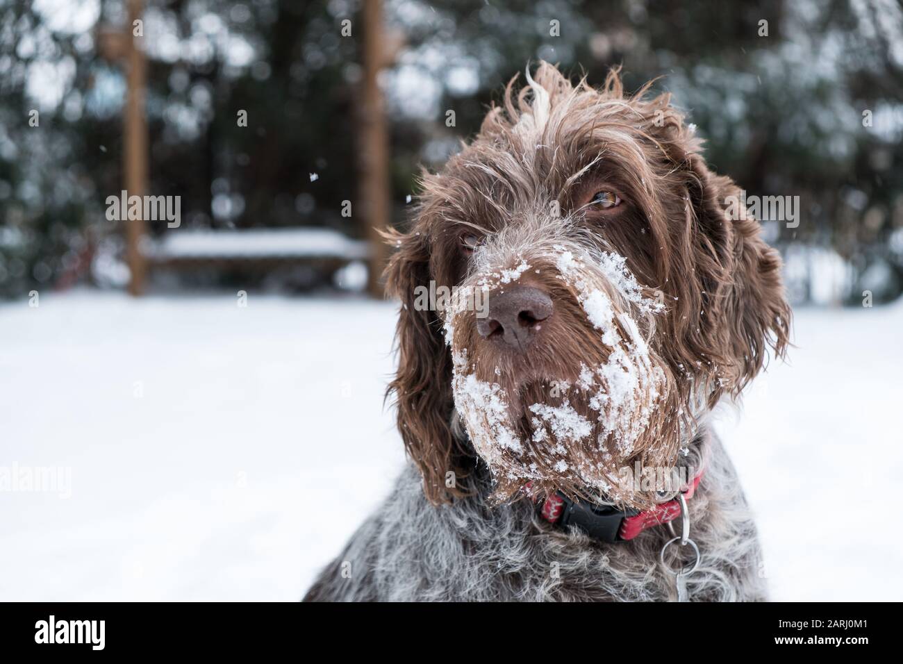Curious dog (German Wirehaired Pointer) eyes a snowflake after playing ...