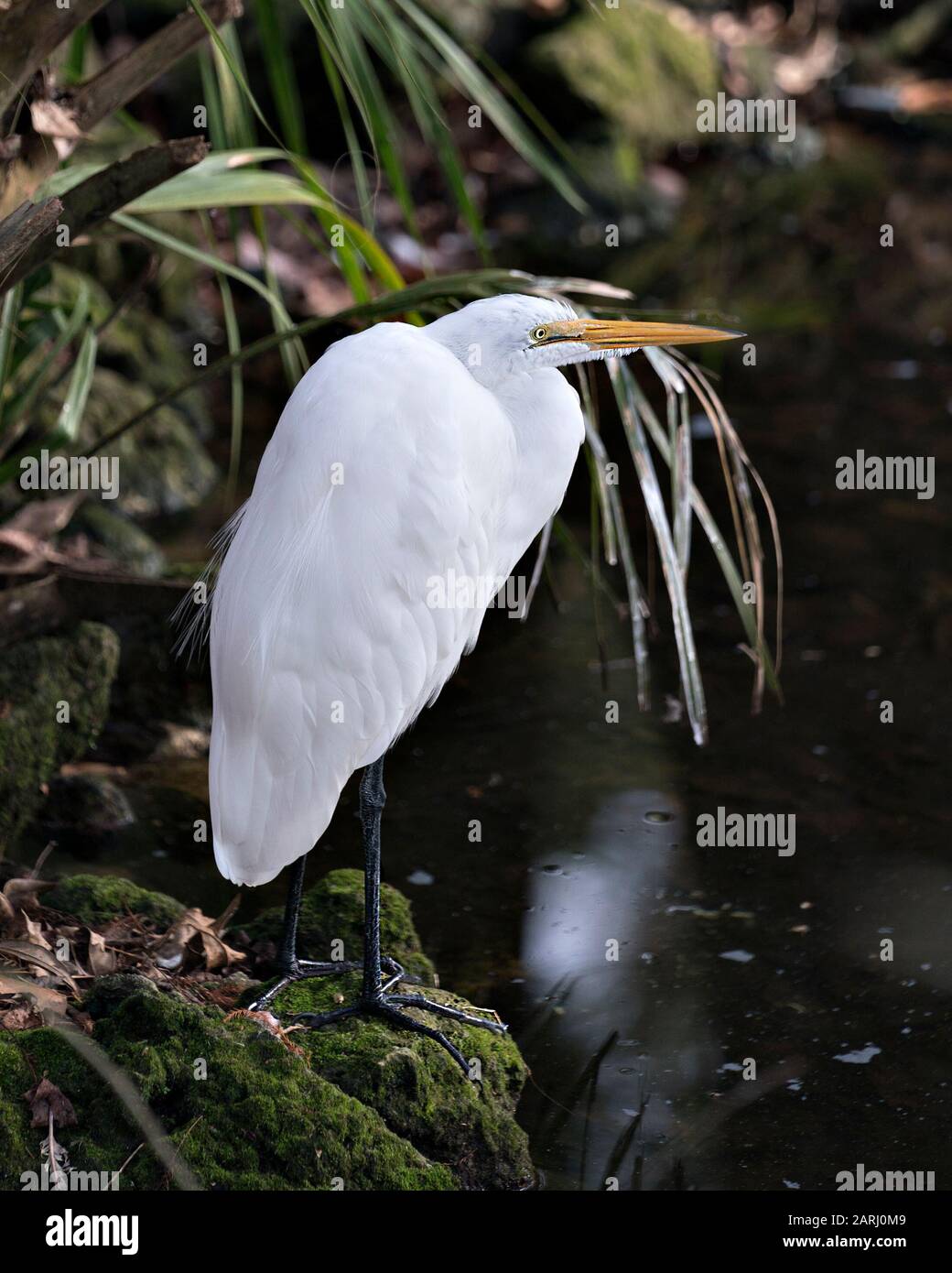 Great White Egret bird close-up profile view by the water standing on a ...