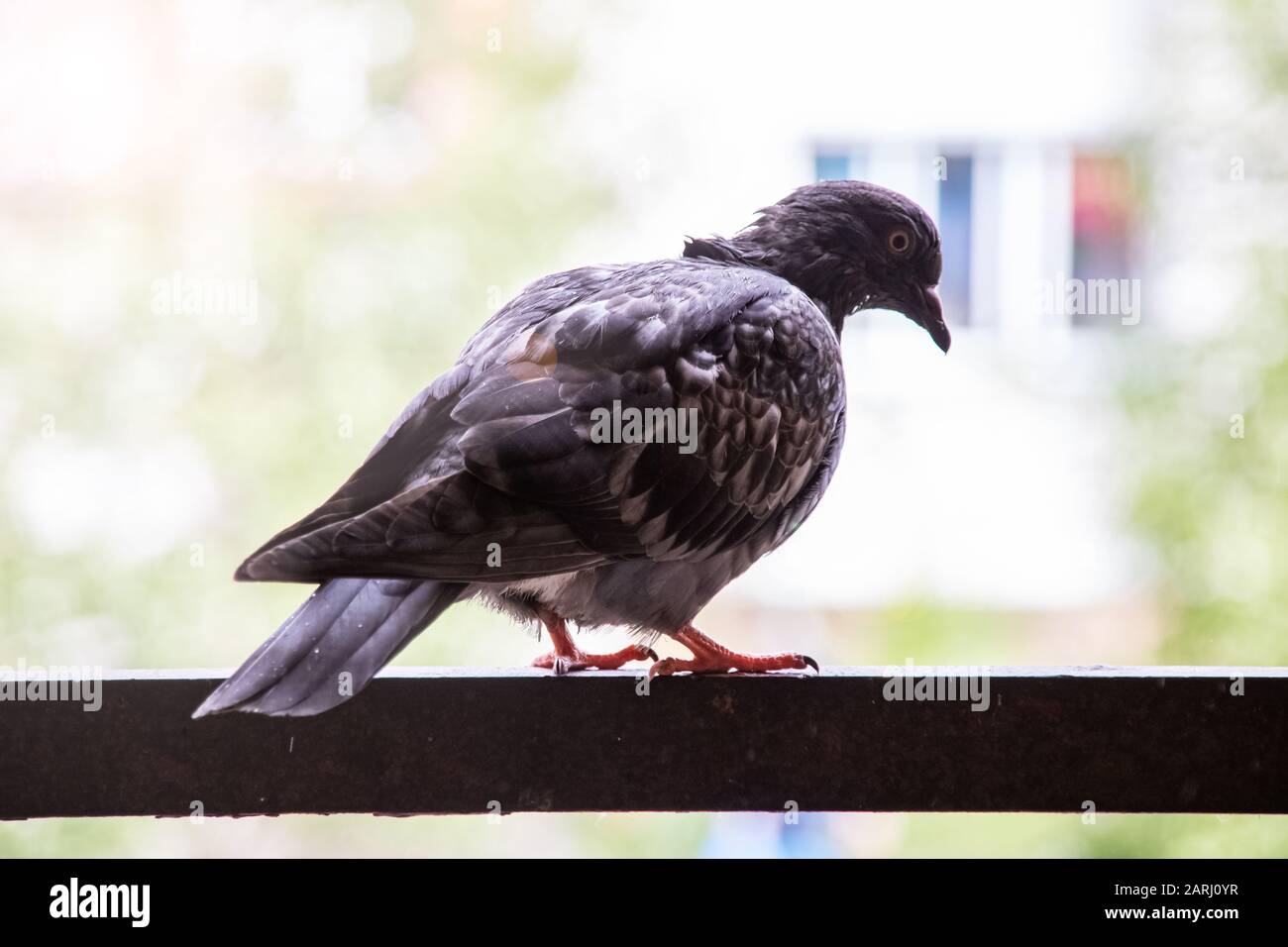 Gray dove sitting on the balcony close up on the background of greenery ...
