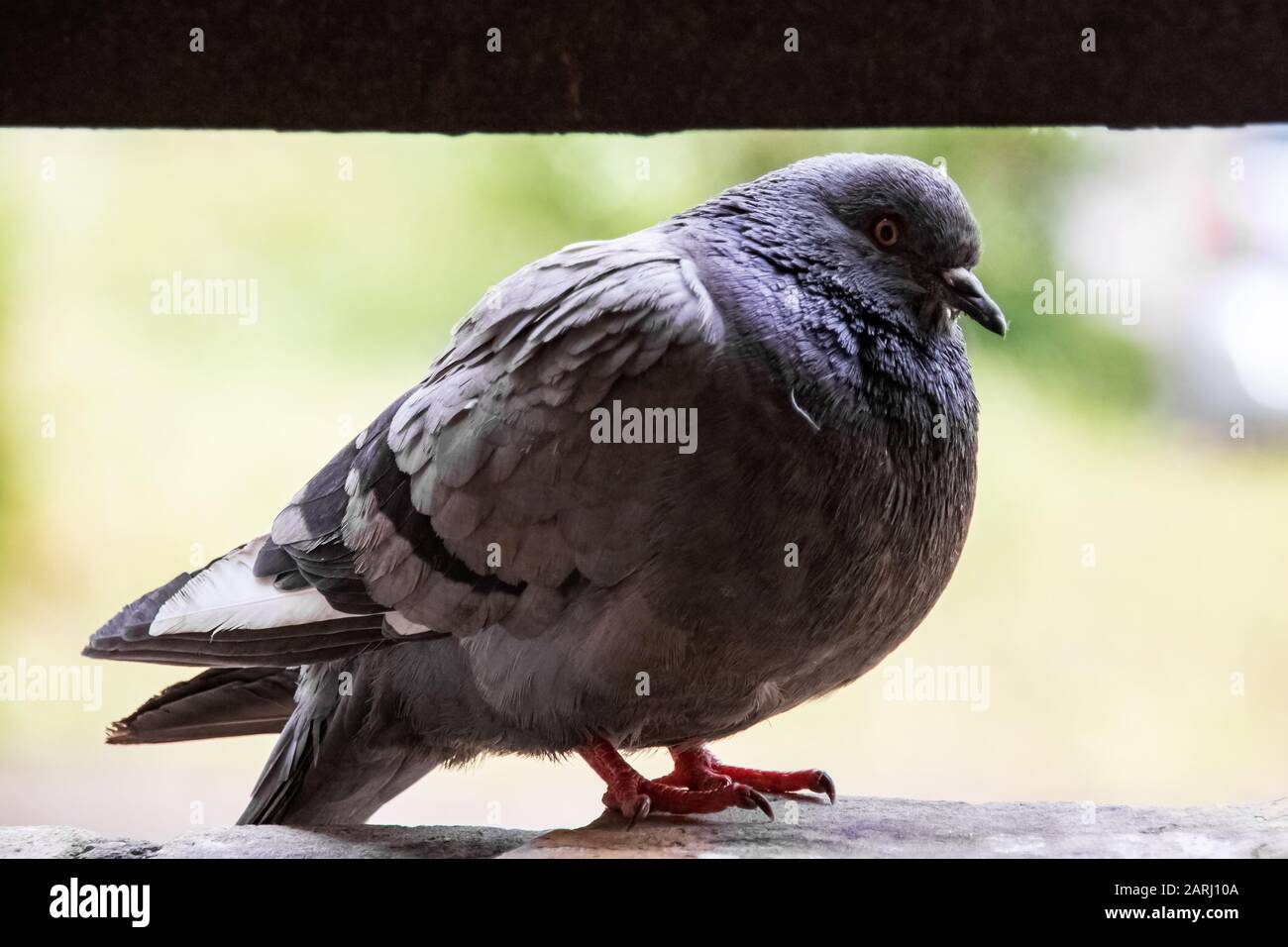 Gray dove sitting on the balcony close up on the background of greenery ...