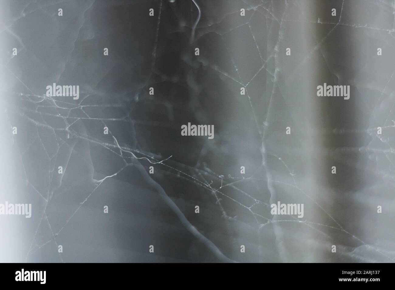 White cobweb on a gray background close up, background ar texture Stock ...