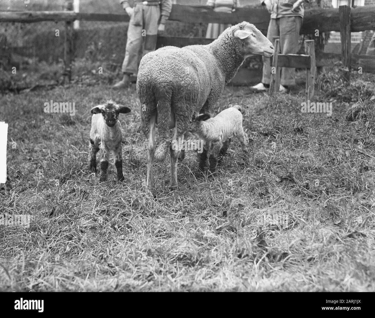 Boer two Black and White Stock Photos & Images - Alamy