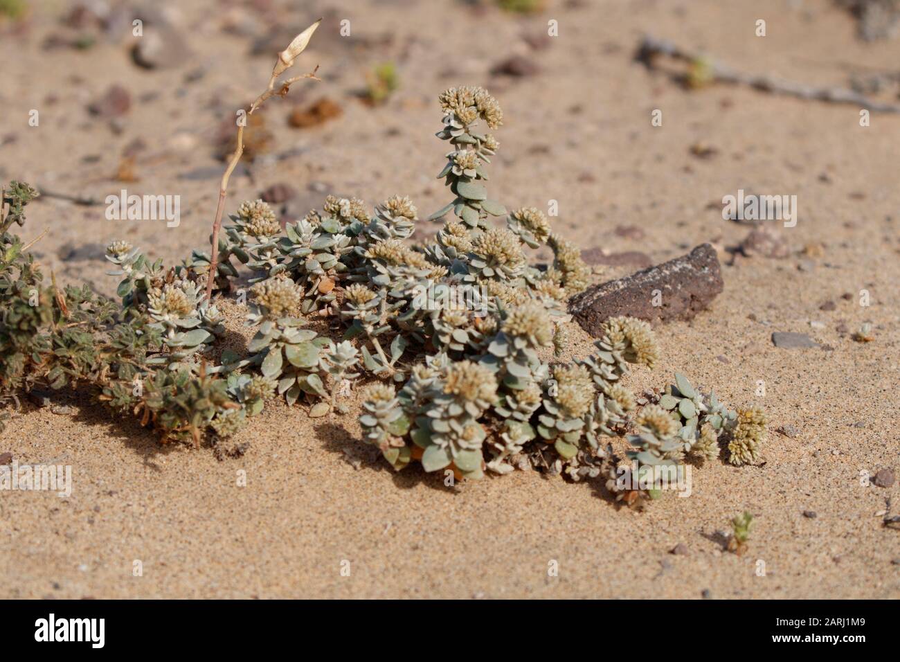 Polycarpaea nivea is a coastal xerophyte growing in extremely arid to ...