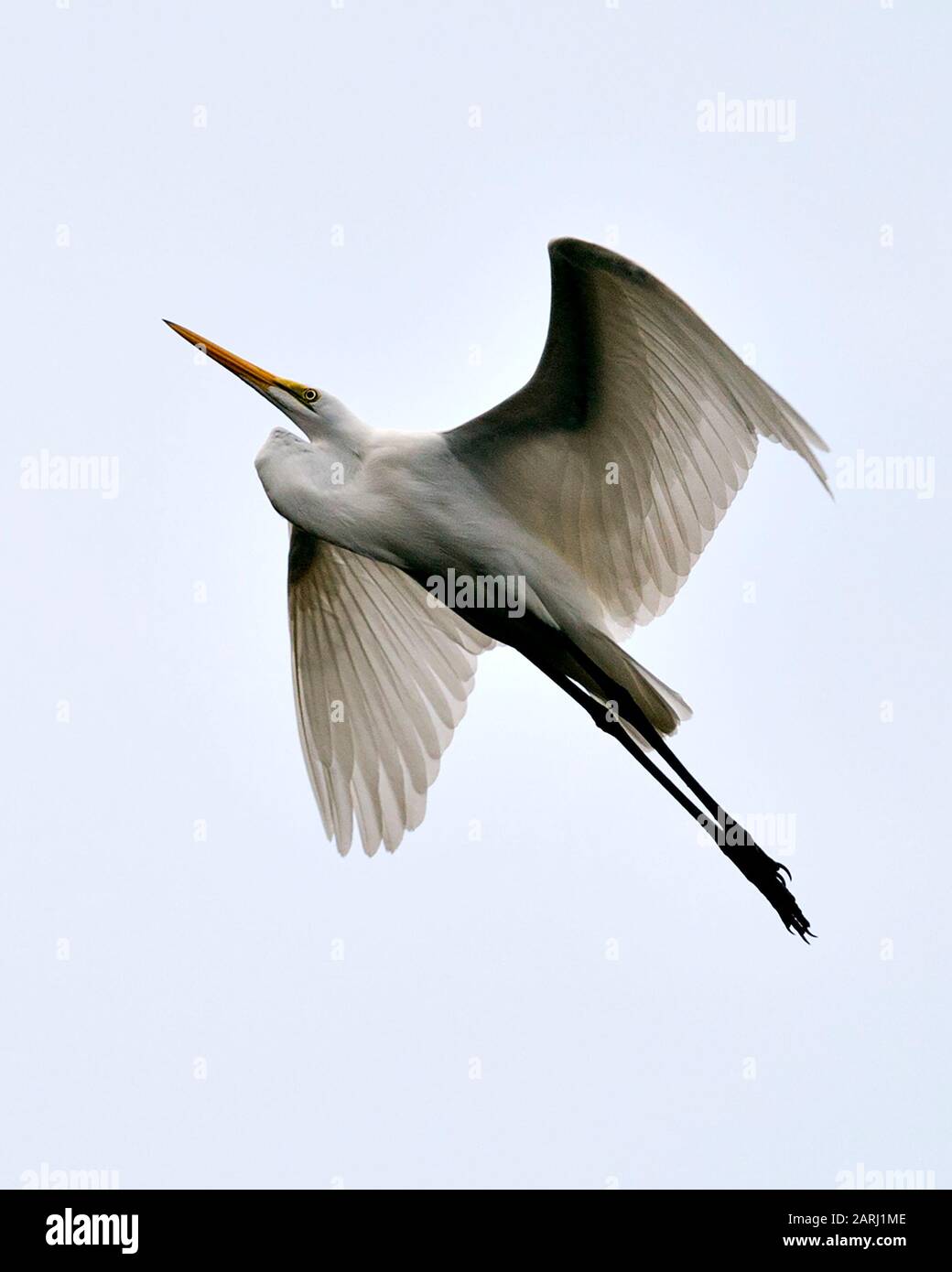 Great White Egret bird close-up profile view, flying with a grey ...