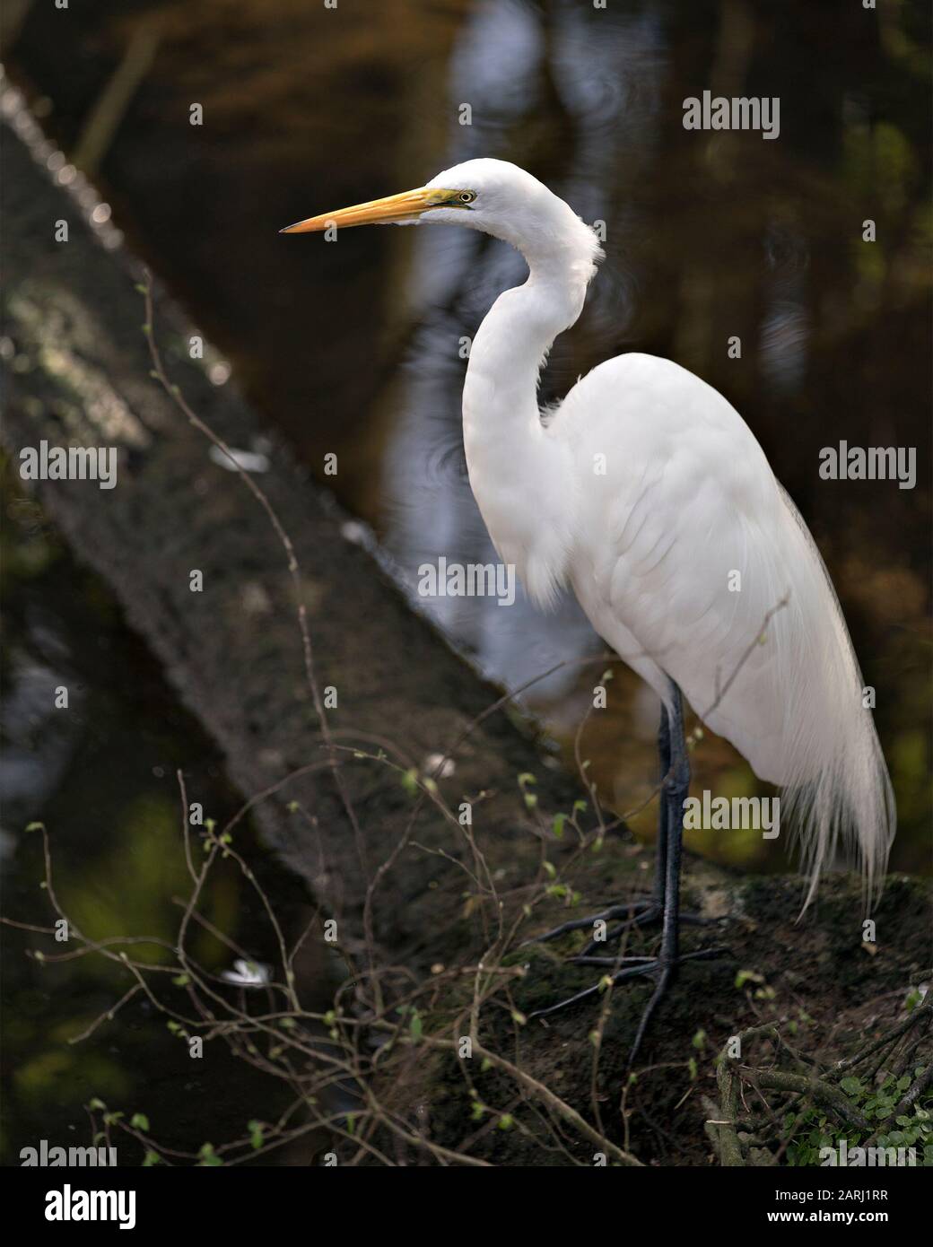Great White Egret bird close-up profile view by the water with bokeh ...
