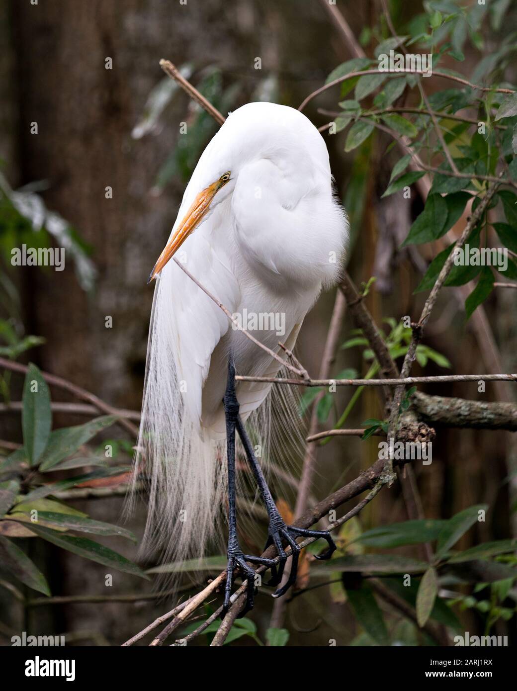 Great White Egret bird close-up profile view perched on a branch with ...