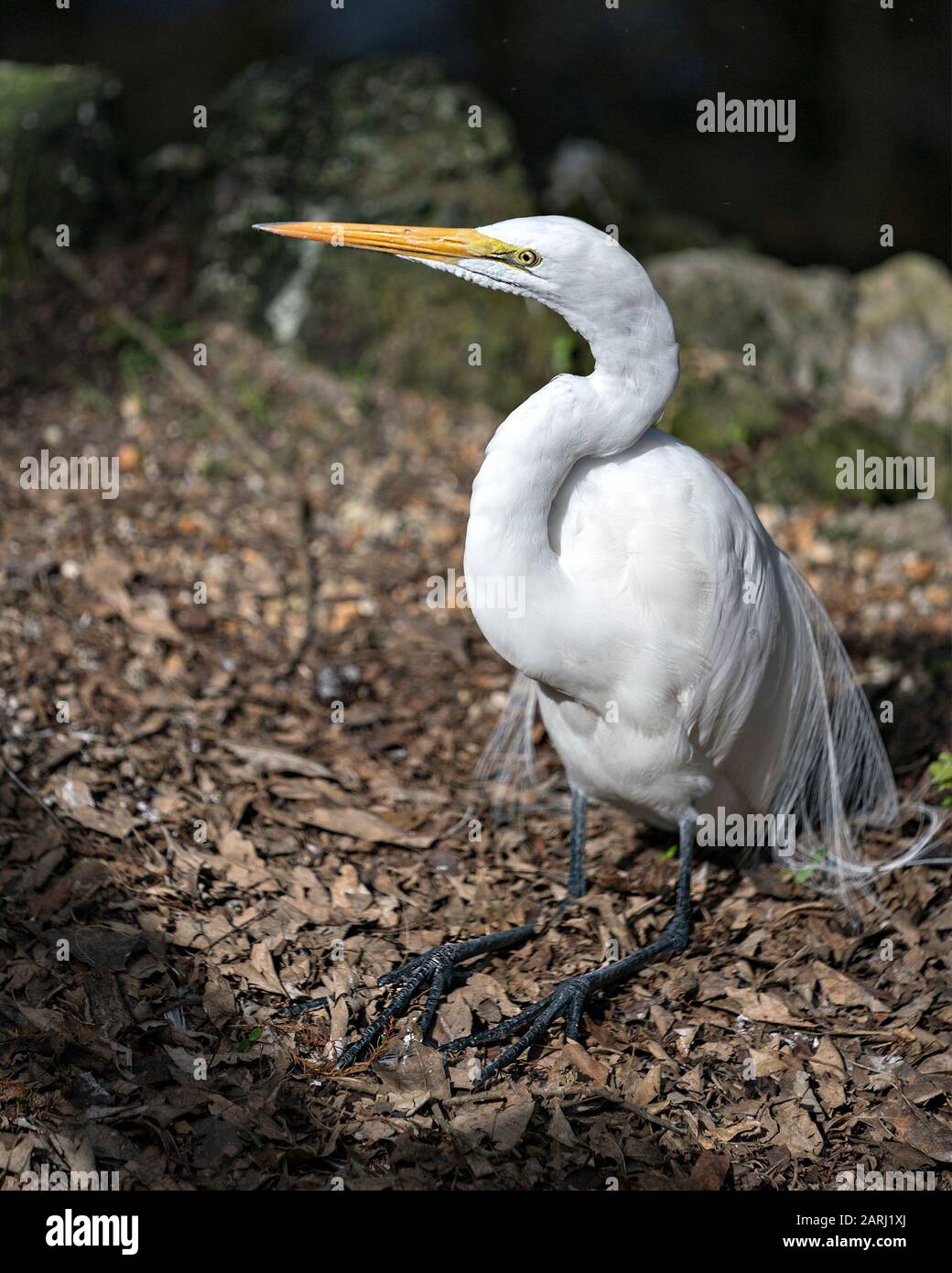 Great White Egret bird close-up profile view resting on brown leaves ...