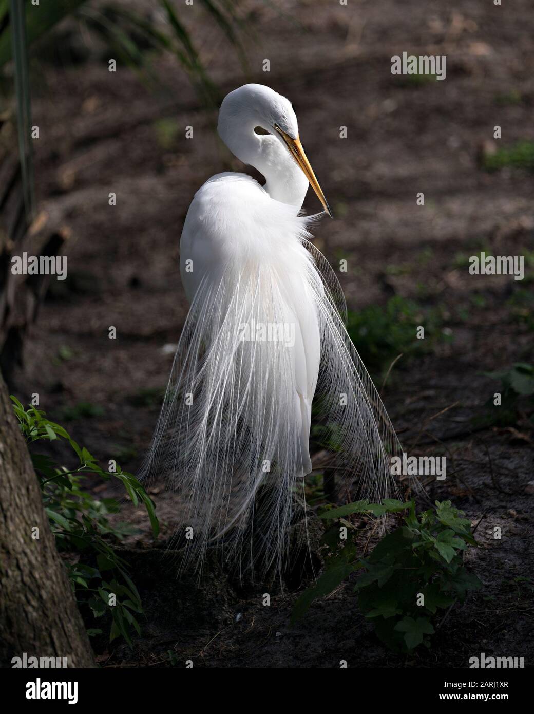 Great White Egret bird close-up profile view with a brown background ...