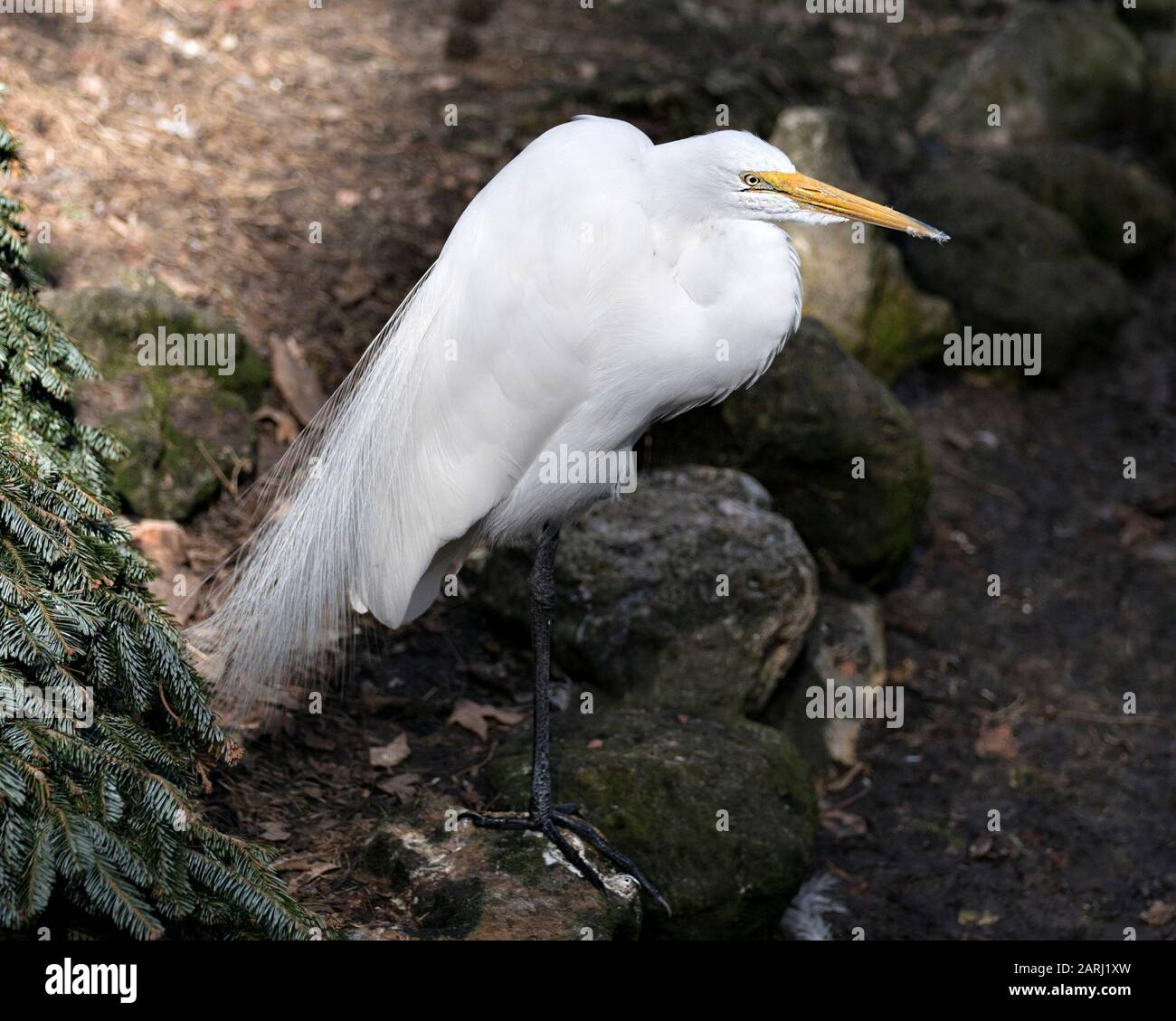 Great White Egret bird close-up profile view by the water with rock and ...