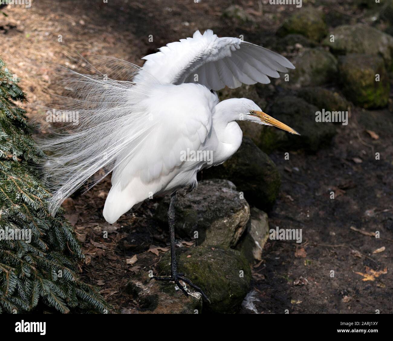 Great White Egret bird close-up profile view by the water with rock and ...