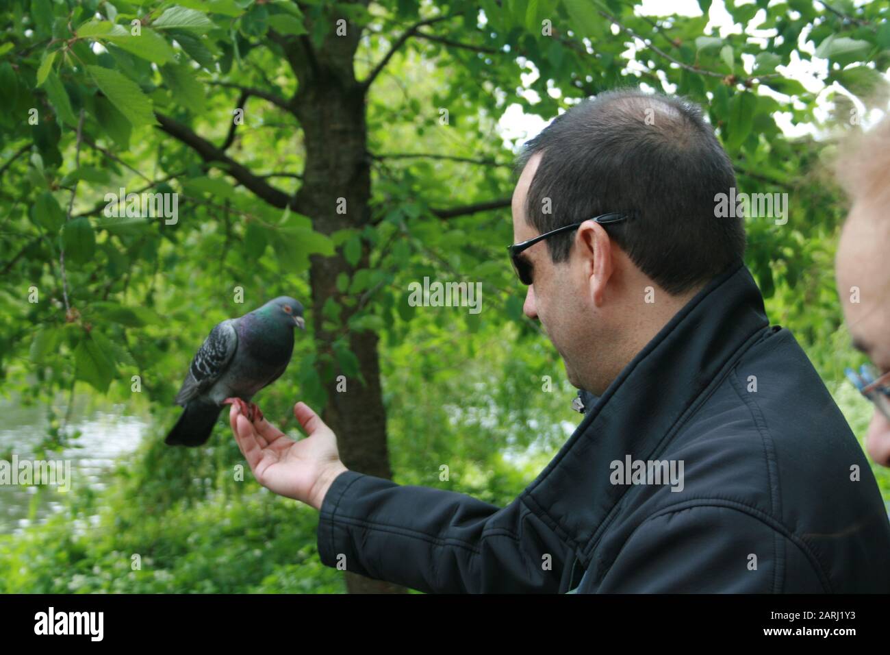 Man with a bird in a London park Stock Photo - Alamy