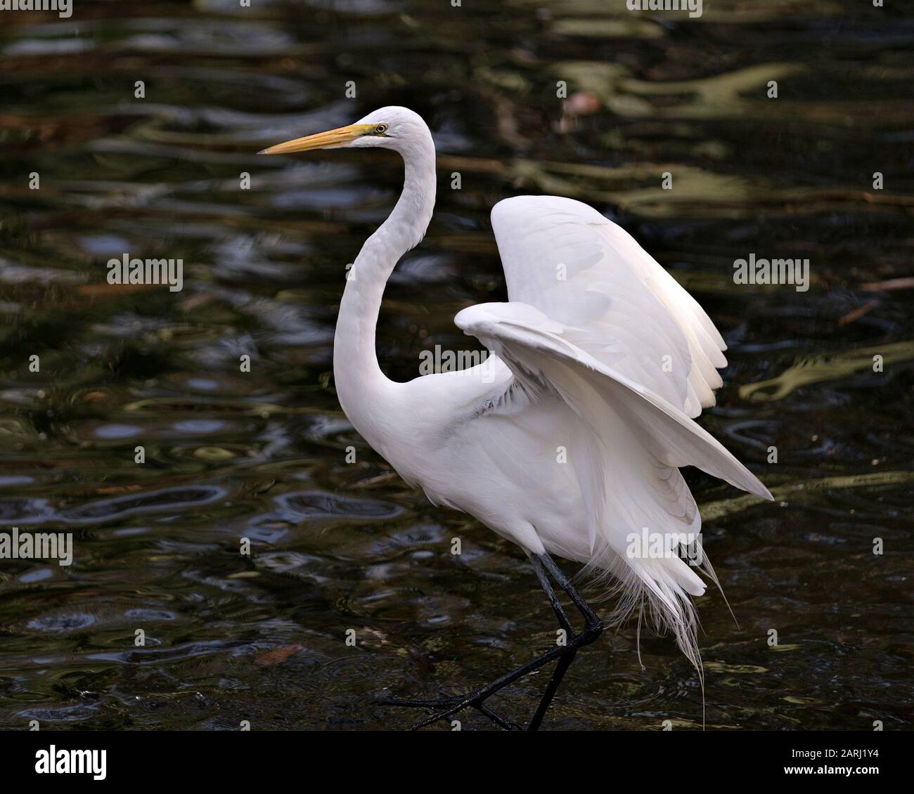 Great White Egret bird close-up profile view in the water with spread ...
