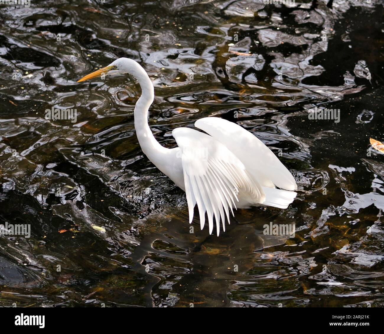 Great White Egret bird close-up profile view in the water with spread ...