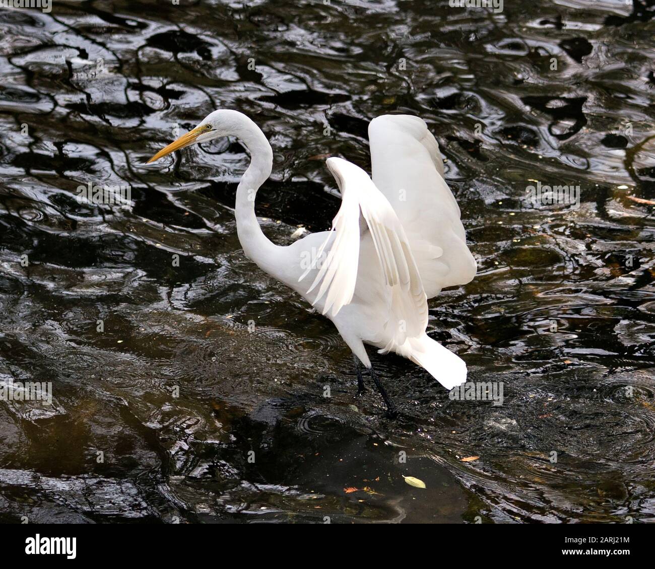 Great White Egret bird close-up profile view in the water with spread ...