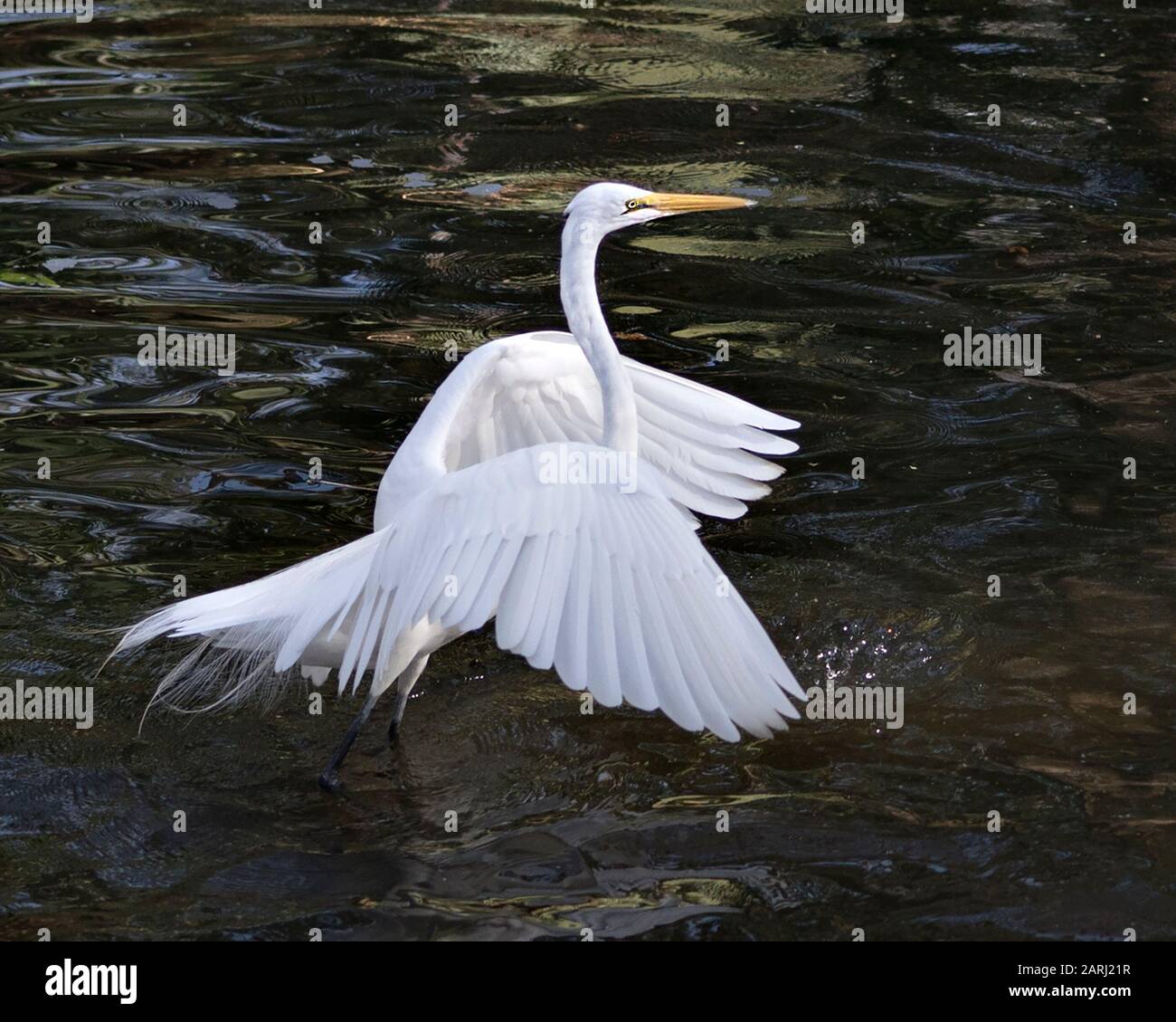 Great White Egret bird close-up profile view in the water with spread ...