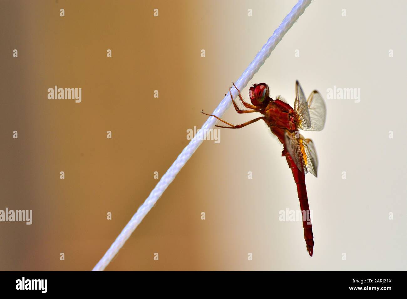 Red dragonfly on the tightrope Stock Photo - Alamy