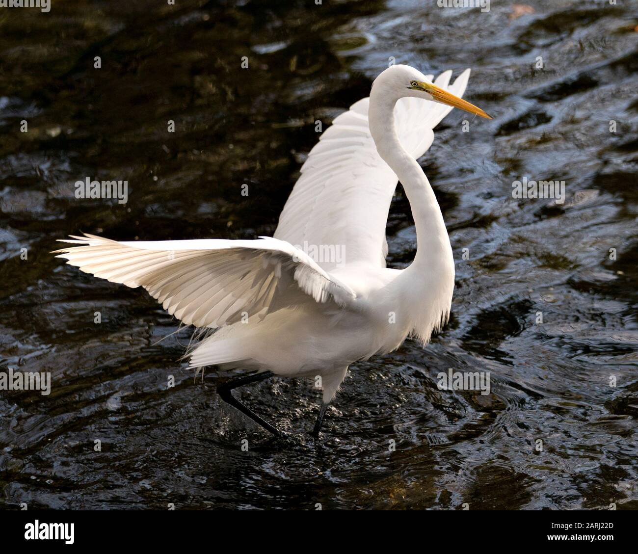 Great White Egret bird close-up profile view in the water with spread ...