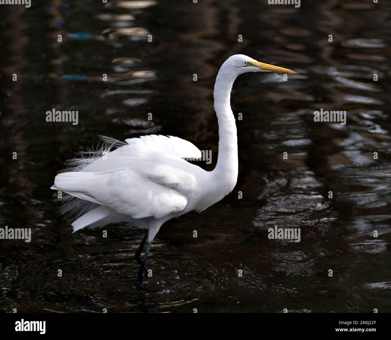 Great White Egret bird close-up profile view in the water with fluffy ...
