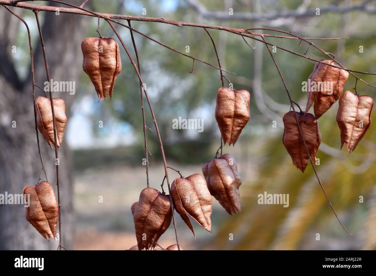 Fragile texture hi-res stock photography and images - Alamy