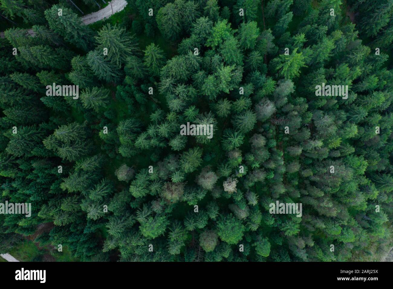 Texture of forest view from above, Aerial top view forest, Panoramic ...