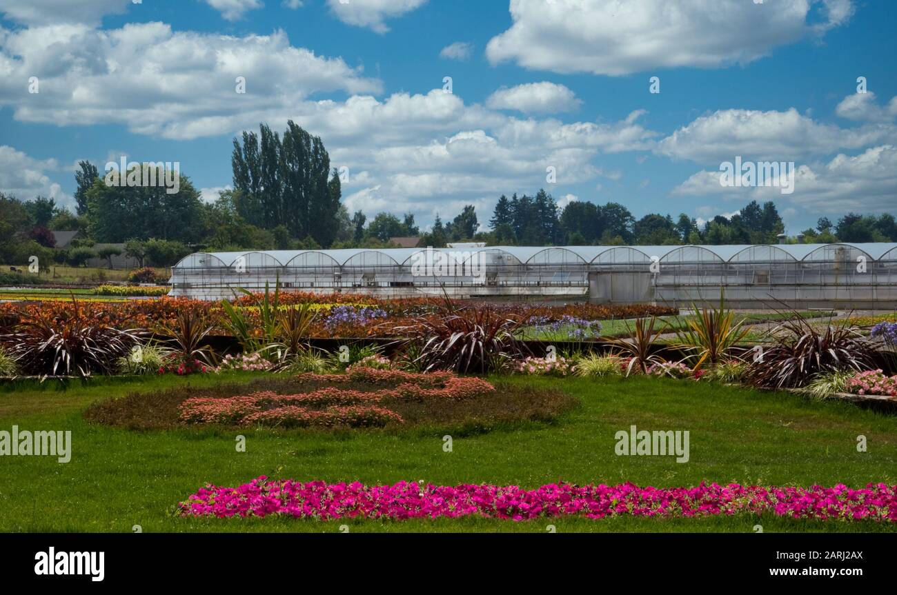 State flower of washington hi-res stock photography and images - Alamy