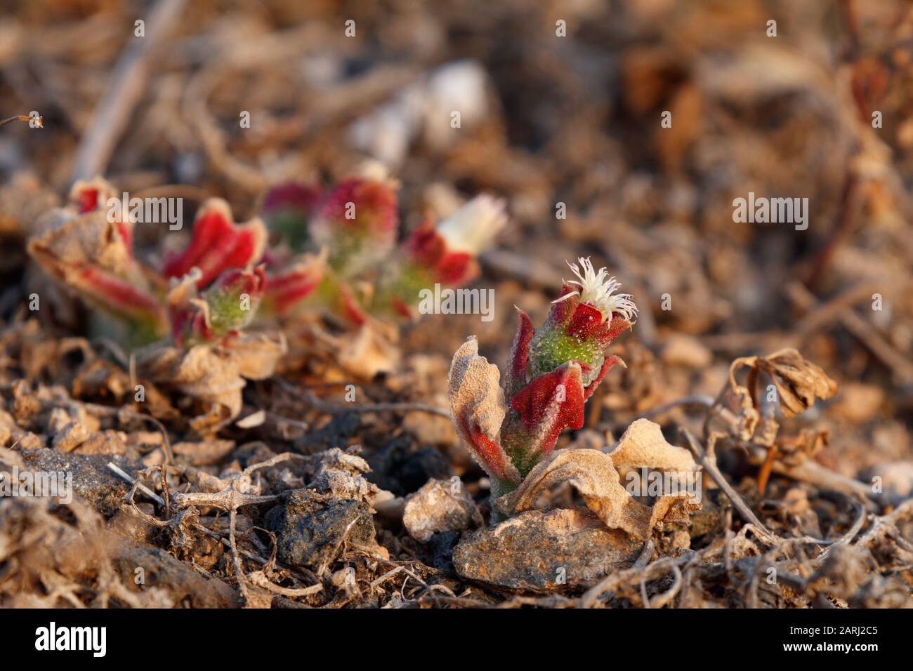 Crystalline ice plant hi-res stock photography and images - Alamy