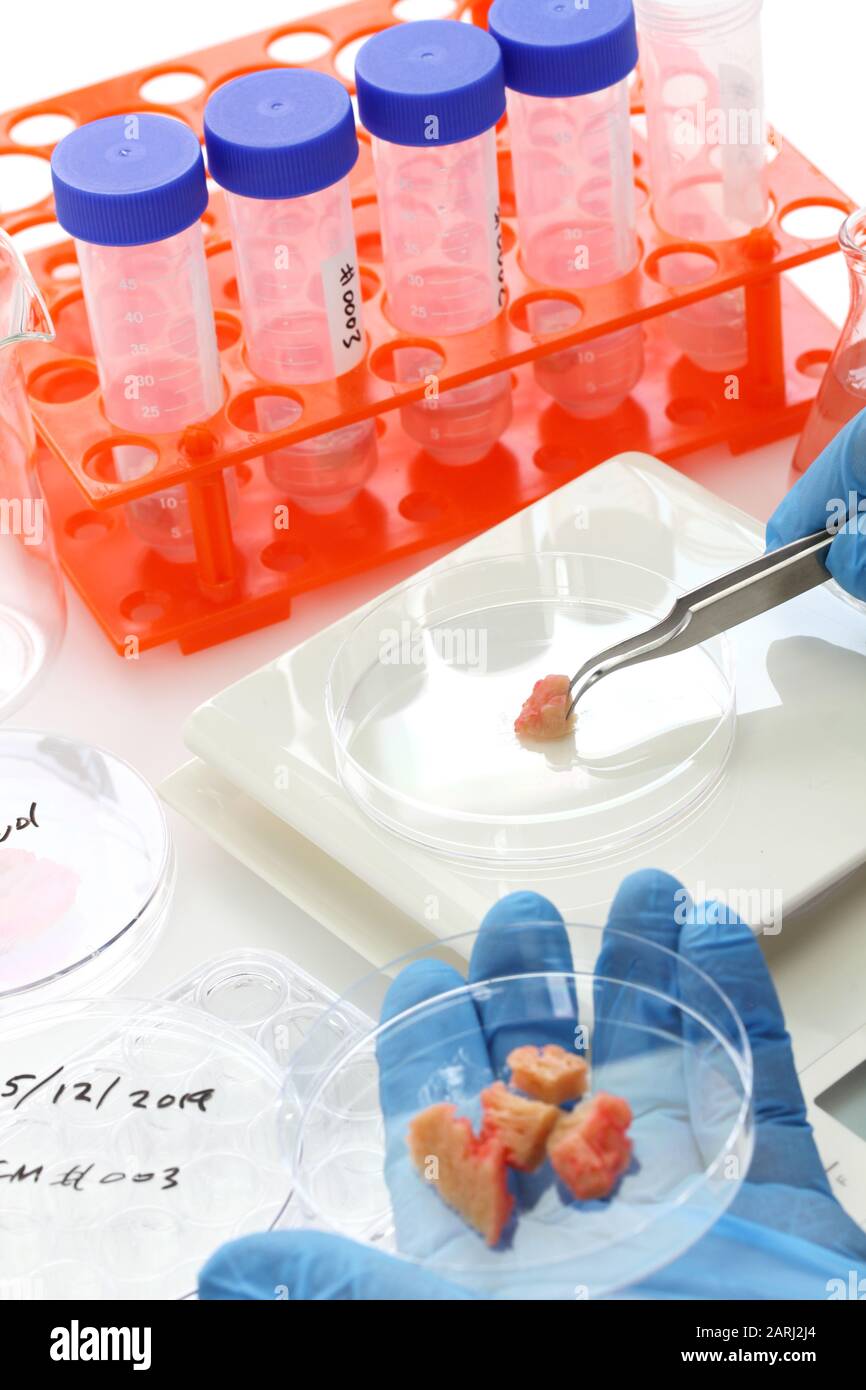 cultured meat making image, lab grown meat concept Stock Photo - Alamy cultured meat making image, lab grown meat concept Stock Photo - Alamy