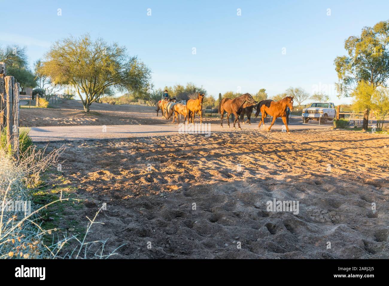Wrangler herding horses at the Ranch de los Caballos dude ranch in ...
