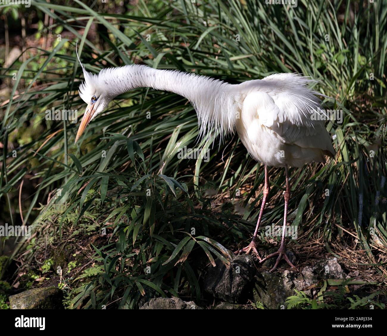 White Heron bird standing on branches with long stretch neck, white ...