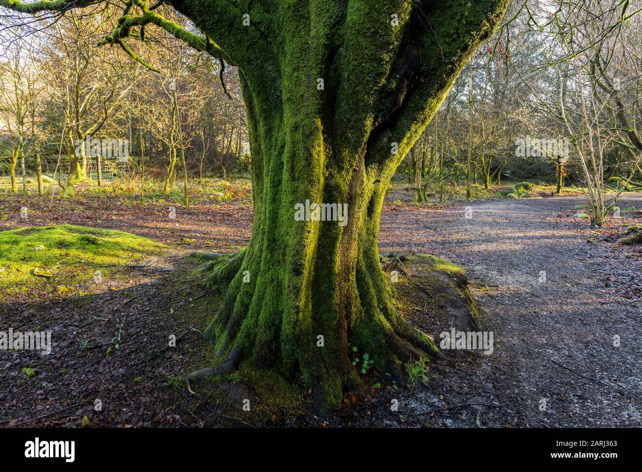 Old moss covered oak tree in Burrator arboretum Stock Photo - Alamy