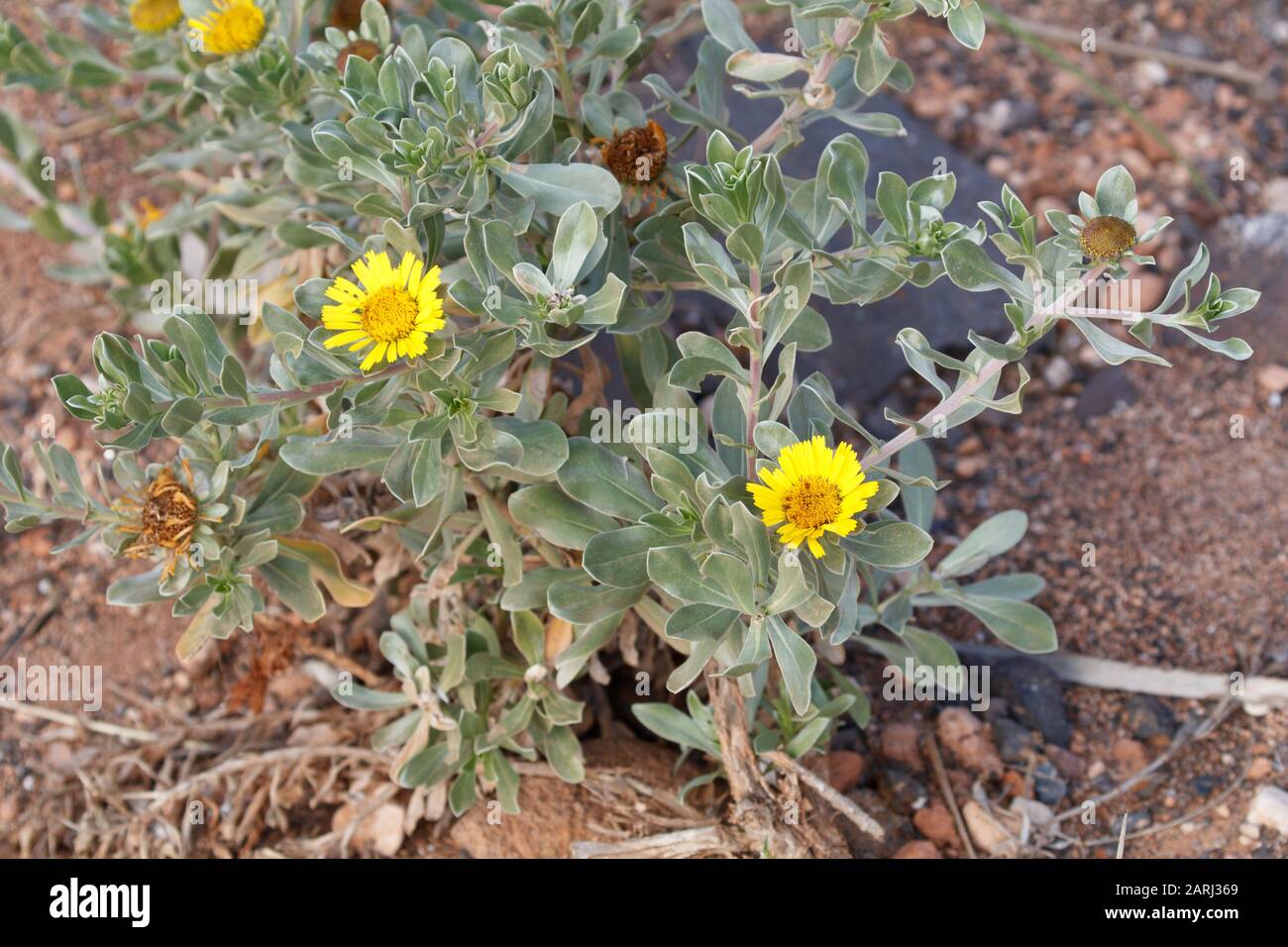 Asteriscus sericeus hi-res stock photography and images - Alamy