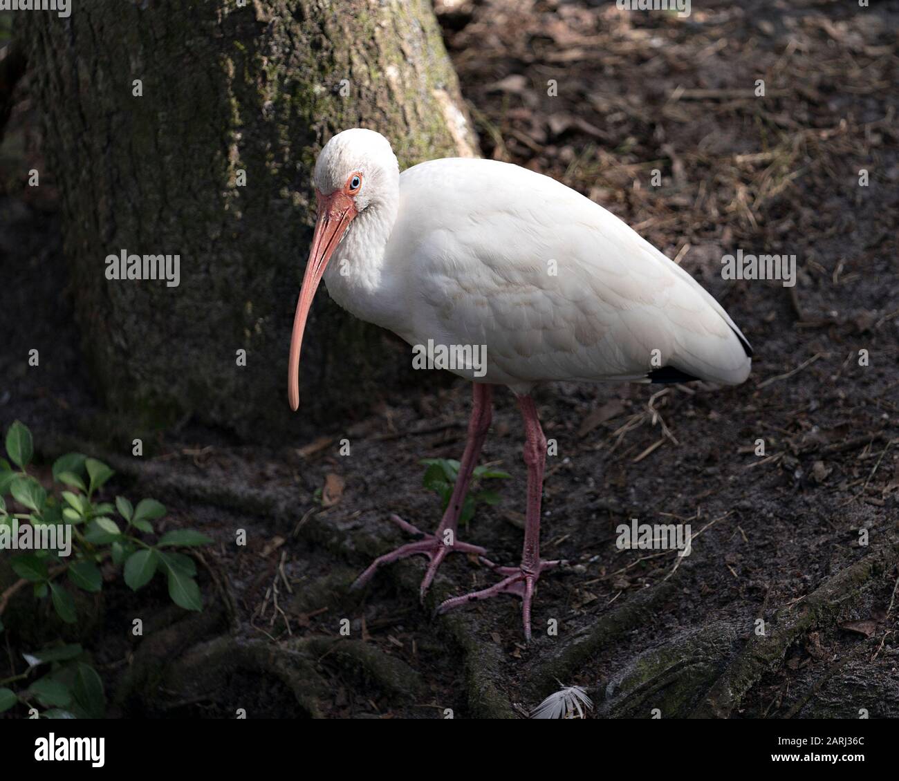 White Ibis bird close-up profile view by the water with a bokeh ...