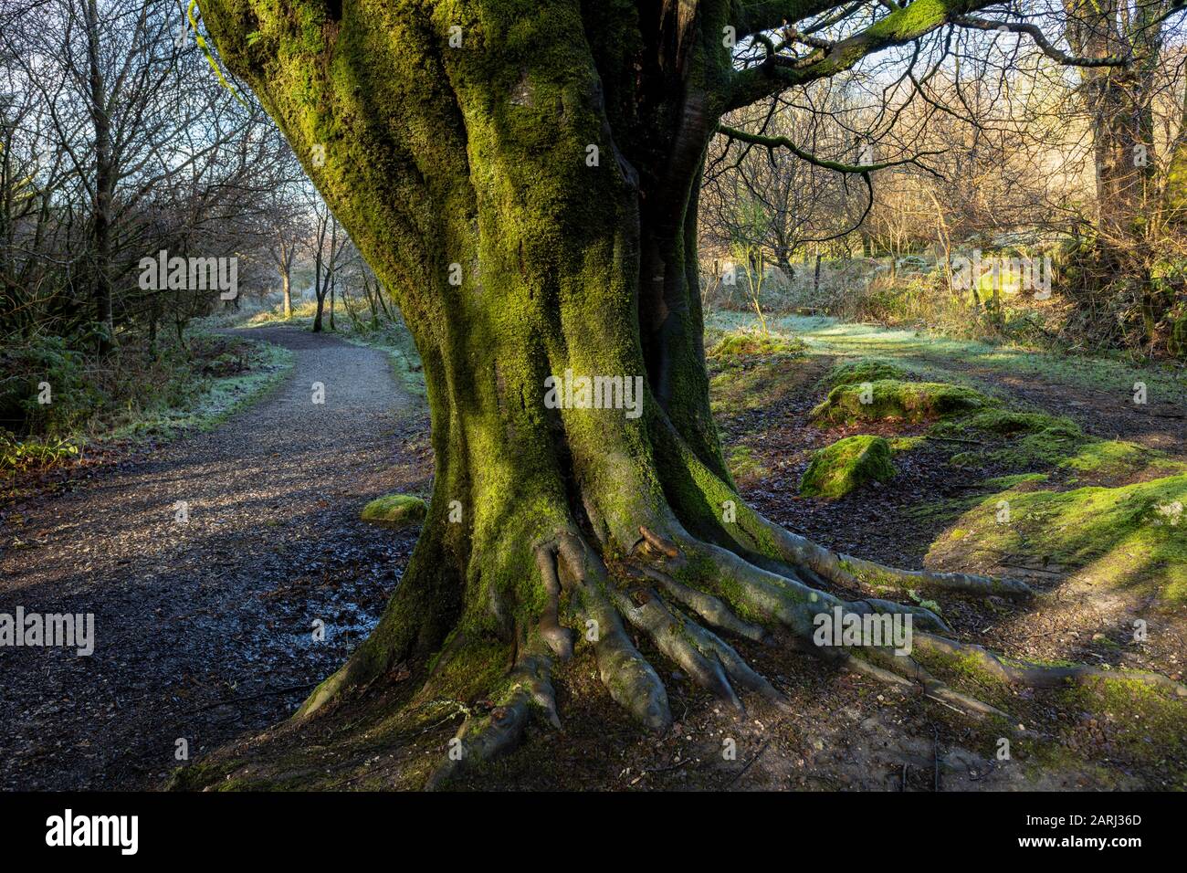 Old moss covered oak tree in Burrator arboretum Stock Photo - Alamy